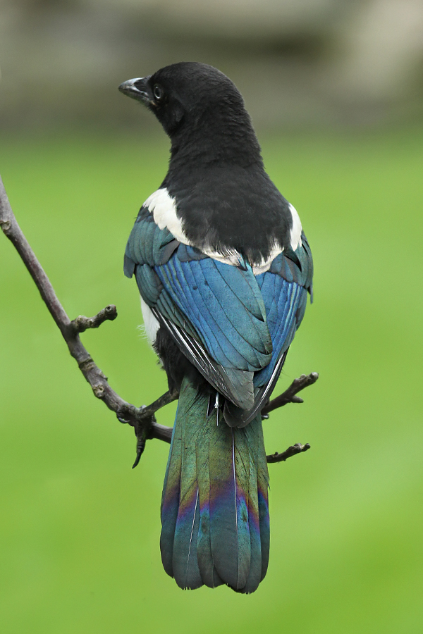 Beautiful Magpie Color Palettes to Inspire Your Design